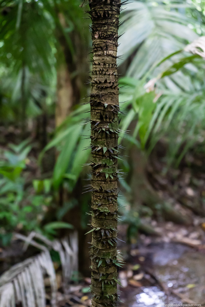 Exploring the Mayan Ruins & the Jungle Walk in Palenque – The Globe ...