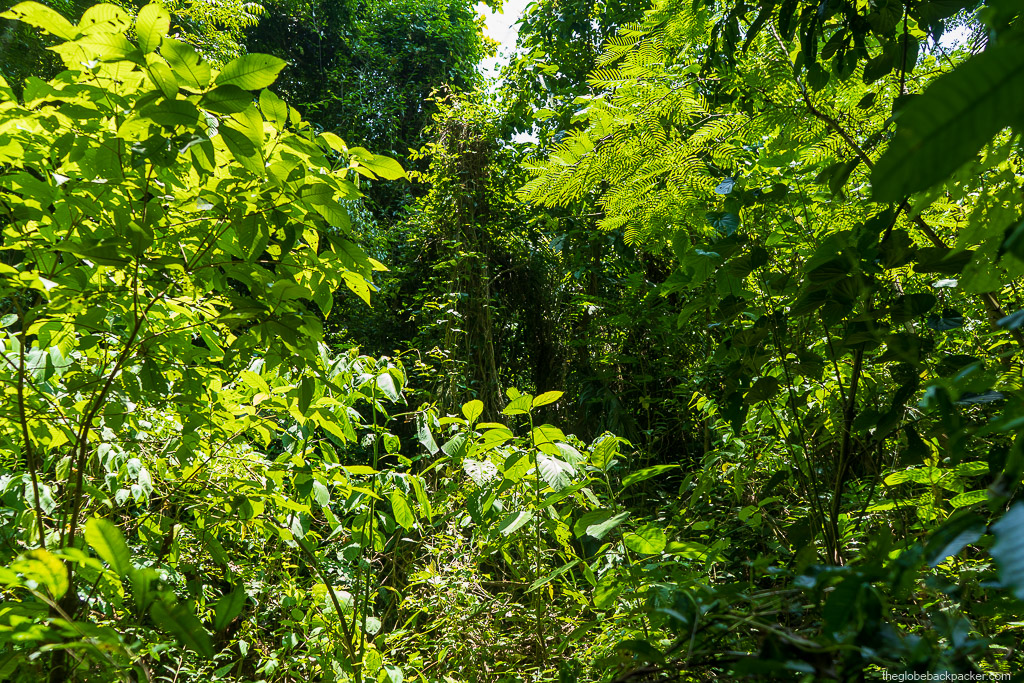 Exploring the Mayan Ruins & the Jungle Walk in Palenque – The Globe ...