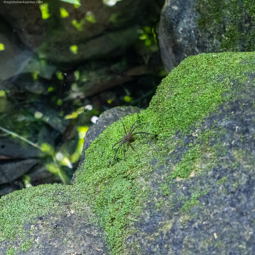 Exploring the Mayan Ruins & the Jungle Walk in Palenque – The Globe ...
